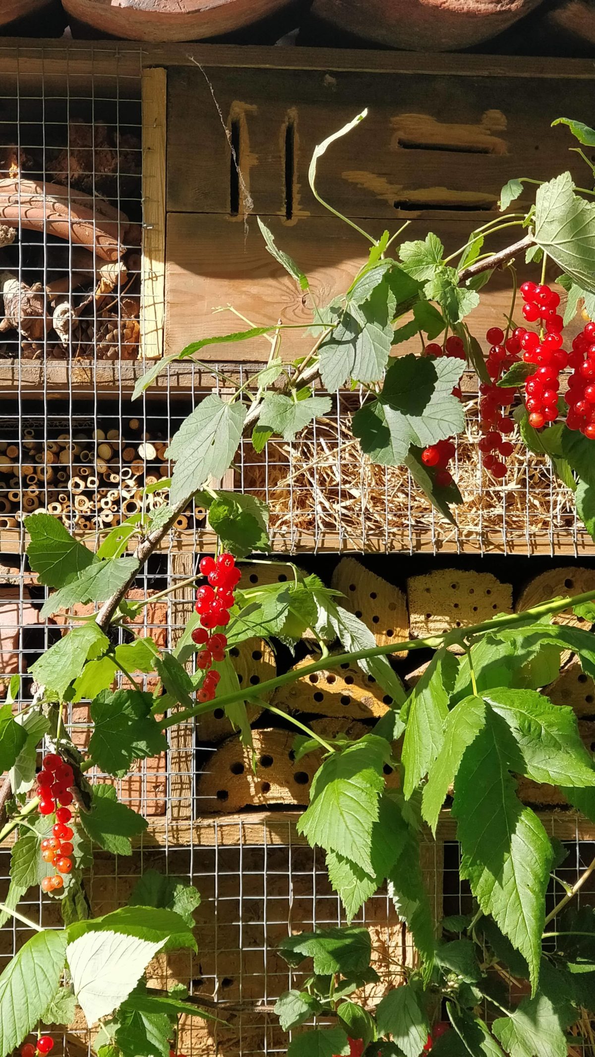Hoeilaart – Un potager sauvage pour s’évader - Hedea Permaculture